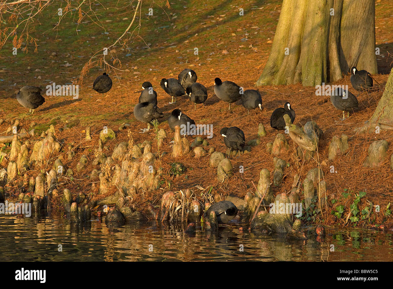 Eurasian coots Fulica atra preening on bank amongst Taxodium aerial ...
