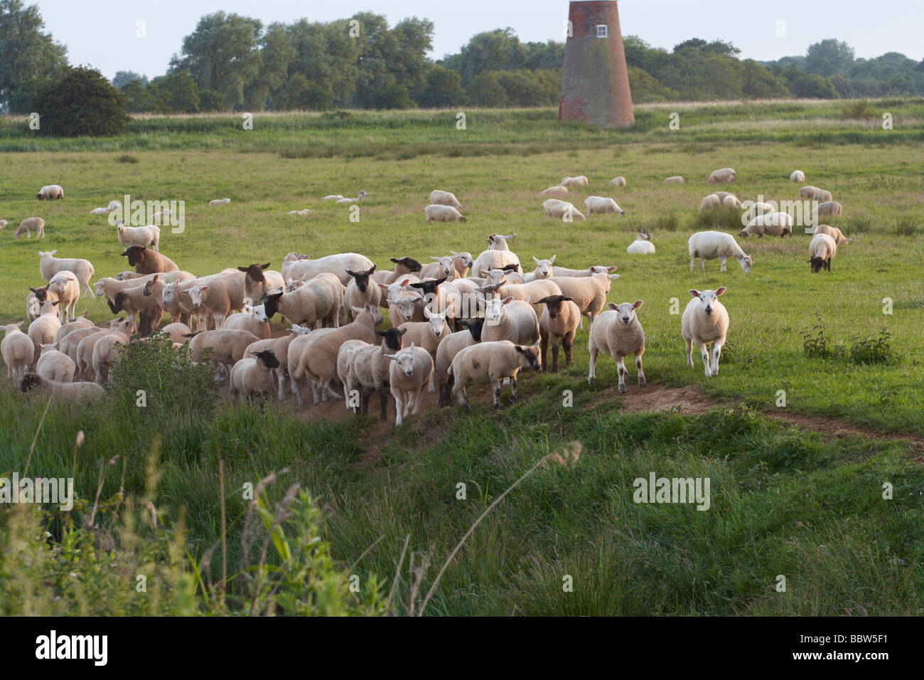 Rear sheep hi-res stock photography and images - Alamy