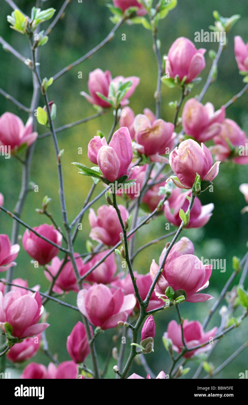 Magnolia flowers in bloom Stock Photo - Alamy