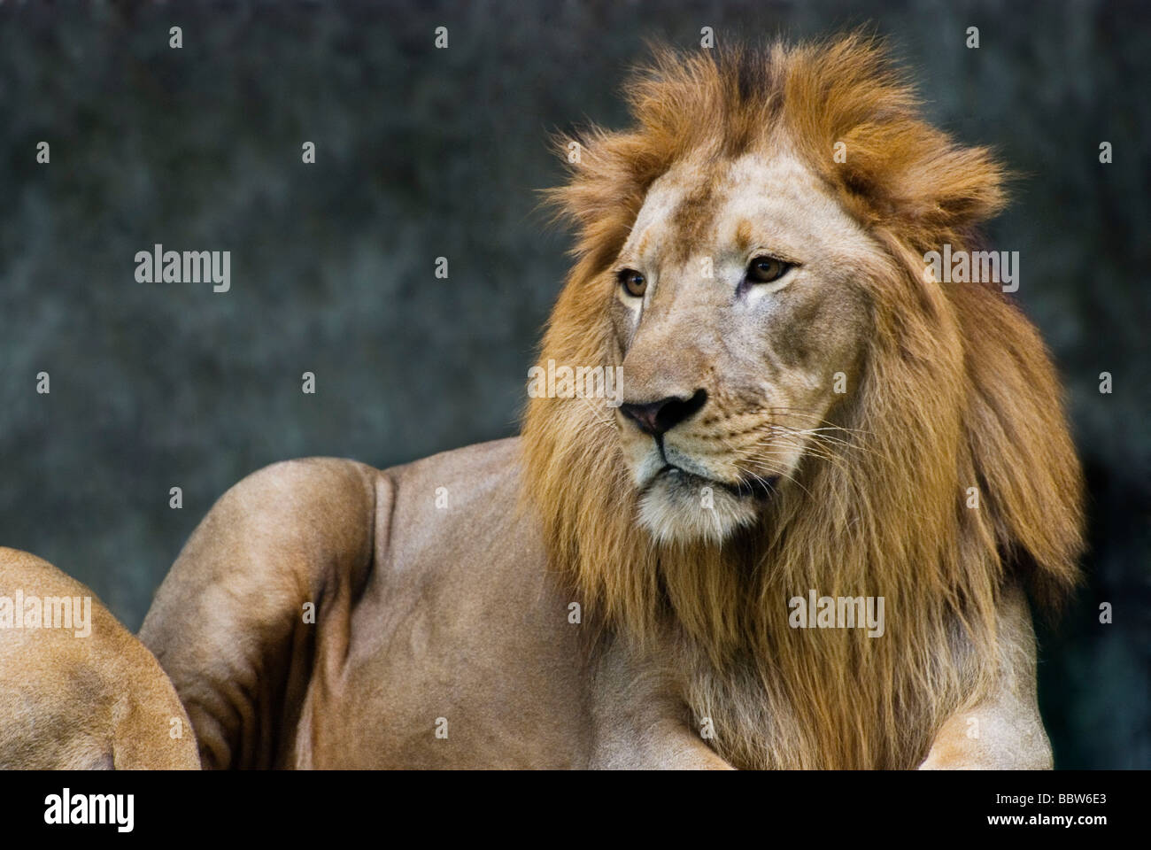 Lion extinction hi-res stock photography and images - Alamy