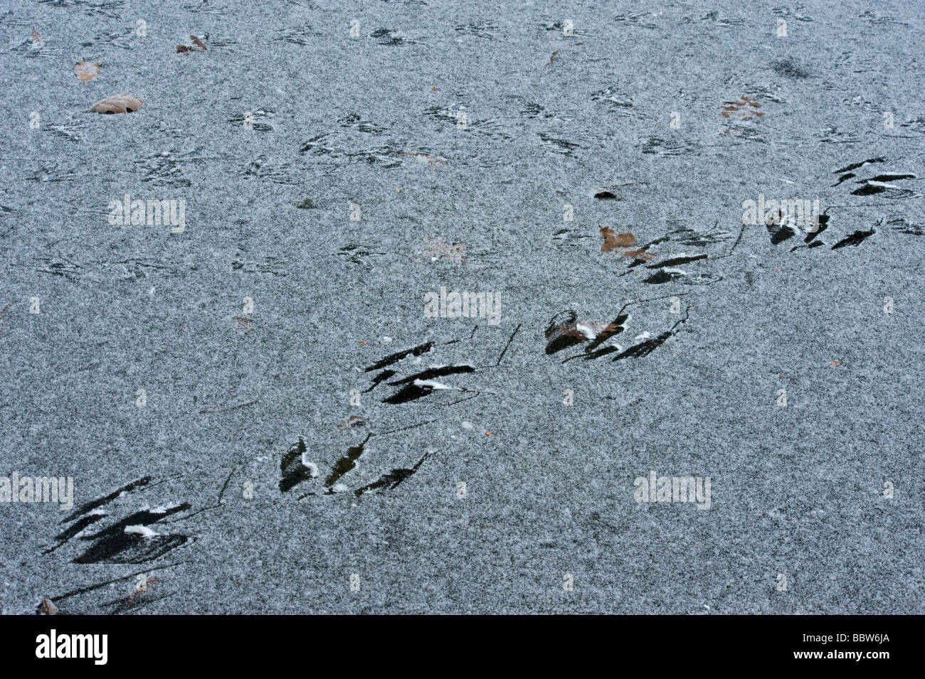 Mute swan footprint snow hi-res stock photography and images - Alamy