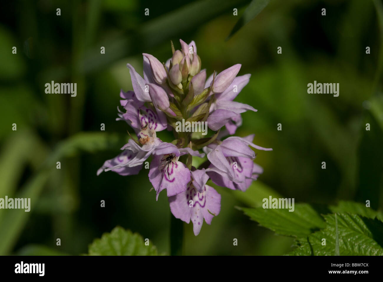 Ground ivy flower hi-res stock photography and images - Alamy