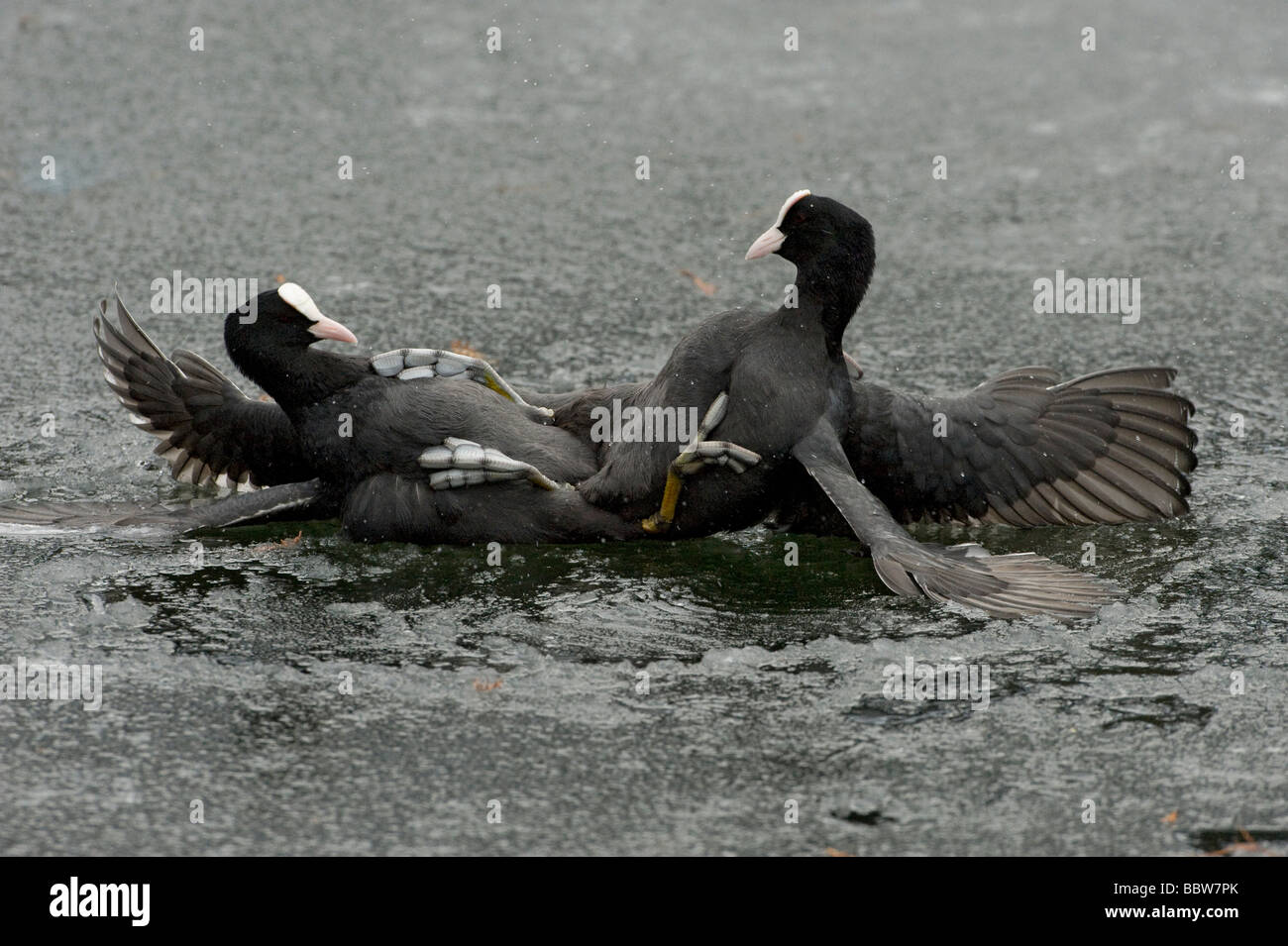 Coots fighting with their feet hi-res stock photography and images - Alamy