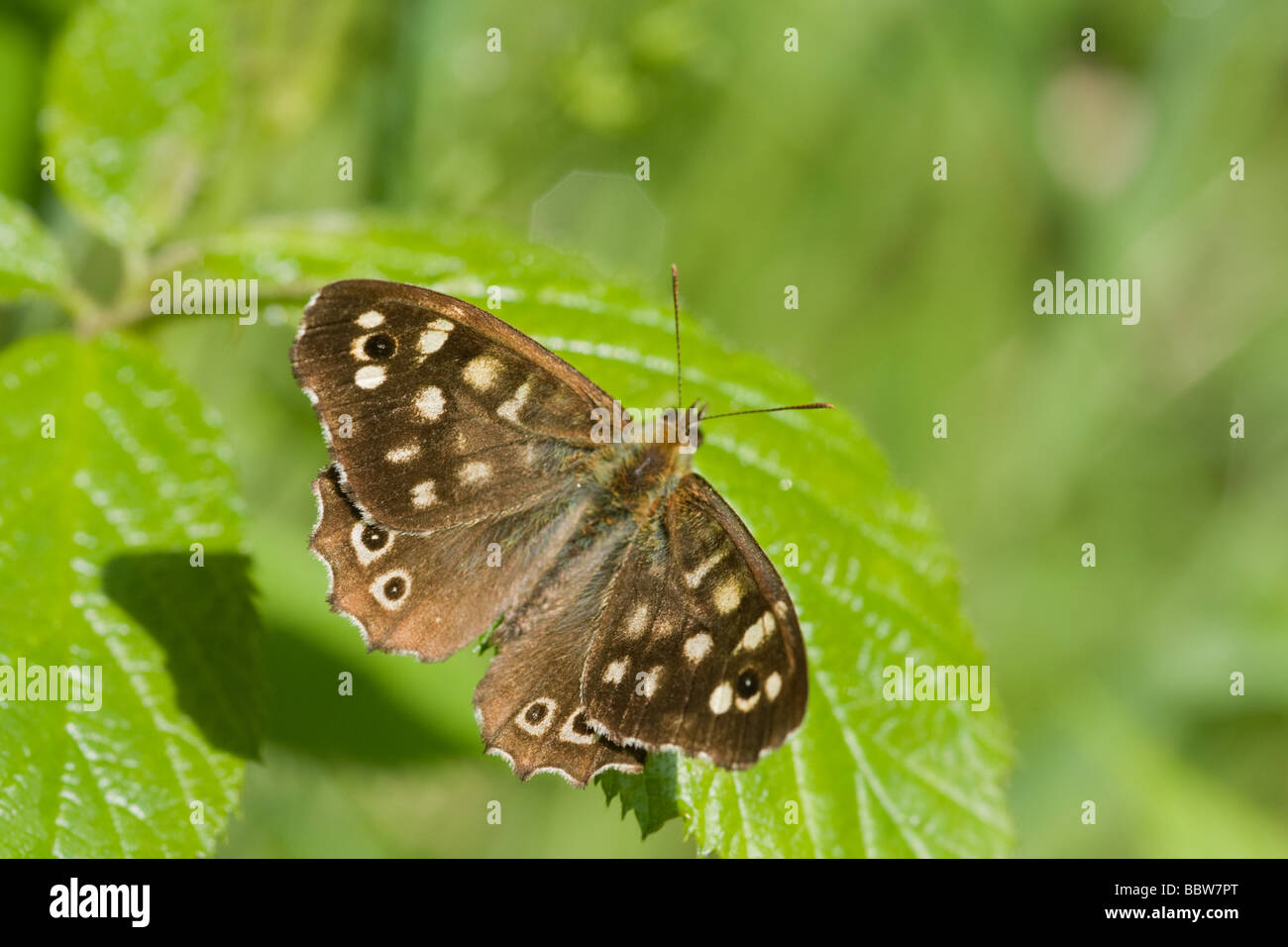 Speckled Wood Butterfly Stock Photo - Alamy