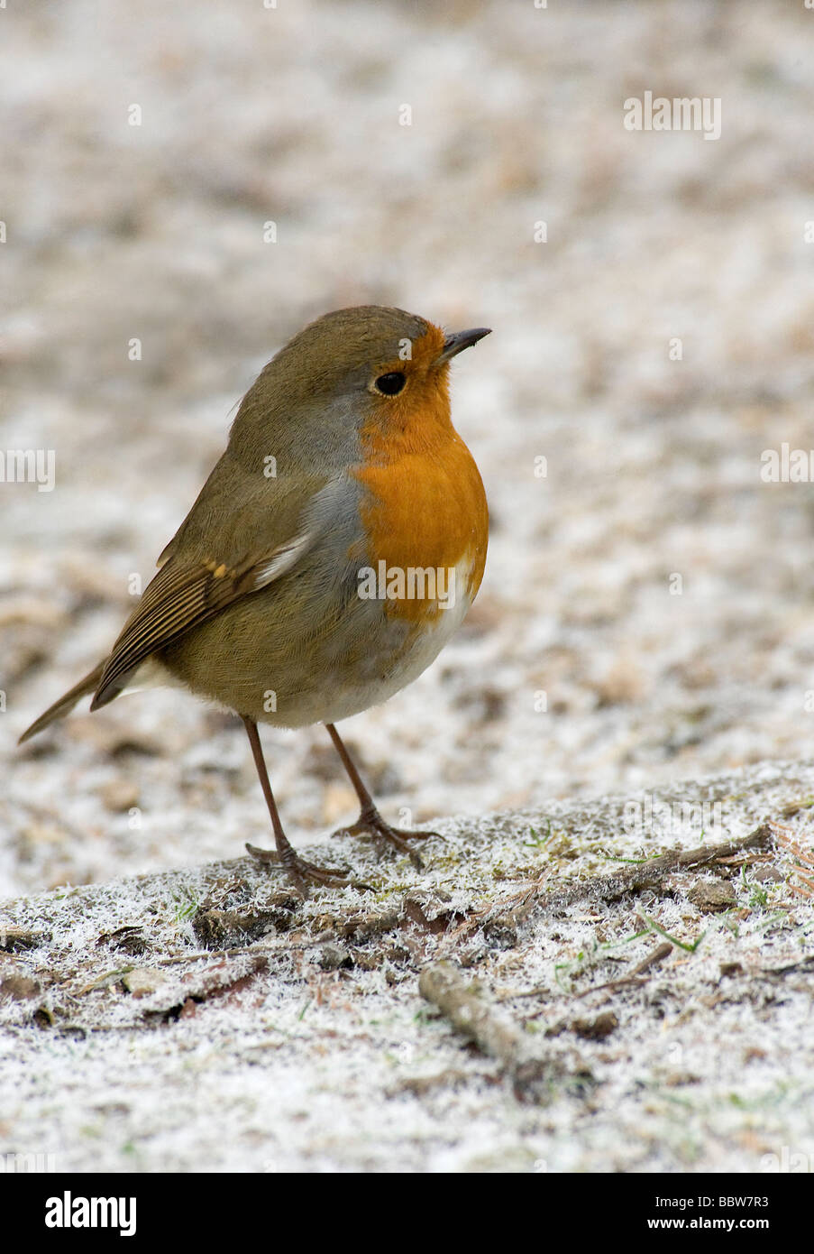 European robin Erithacus rubecula fluffed up on snow covered ground ...