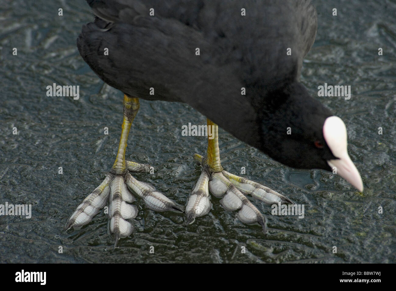 Eurasian coot standing on ice showing lobed feet Stock Photo - Alamy