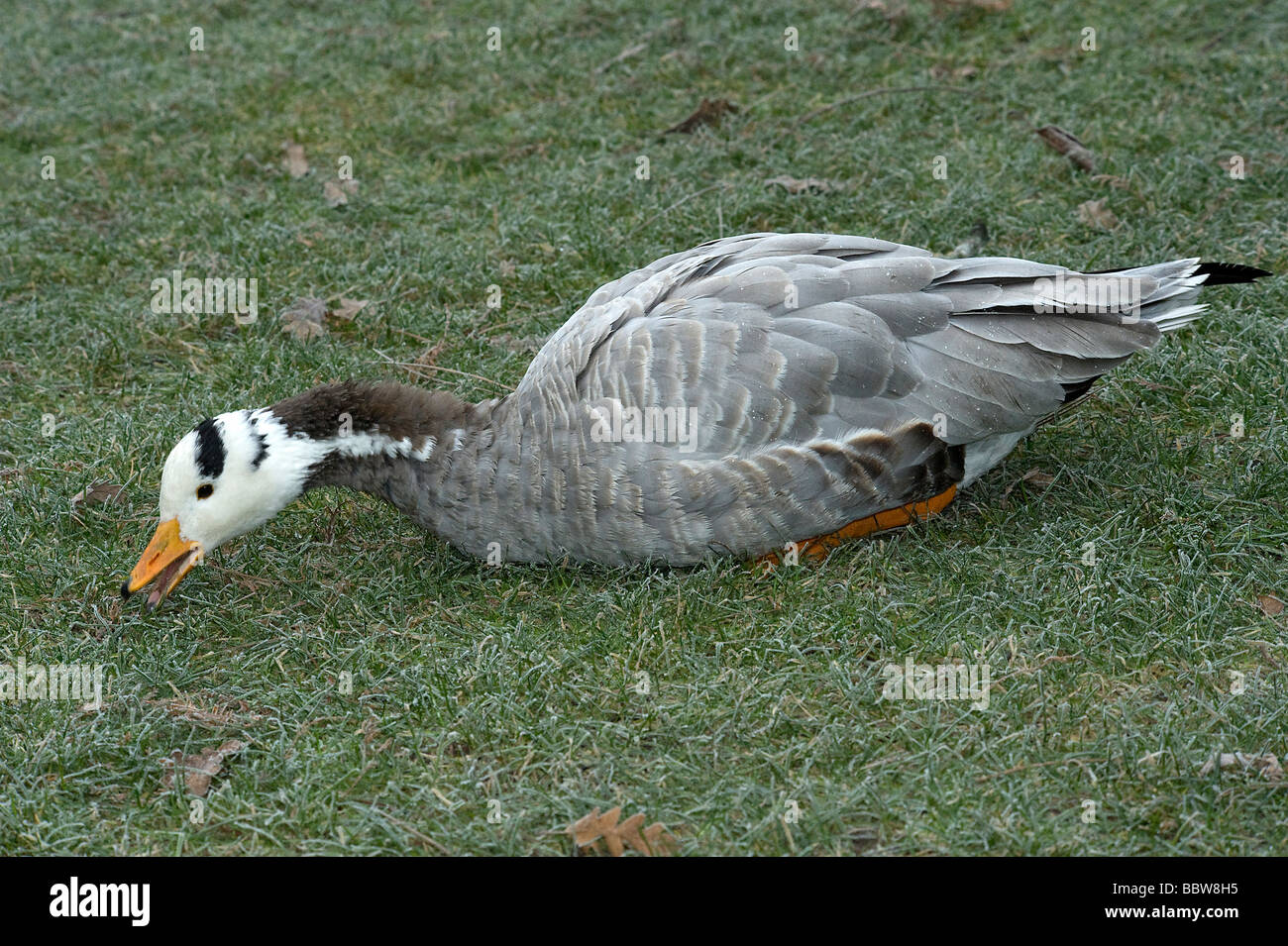 Bar headed goose Anser indicus sitting down to feed on frosted lawn ...