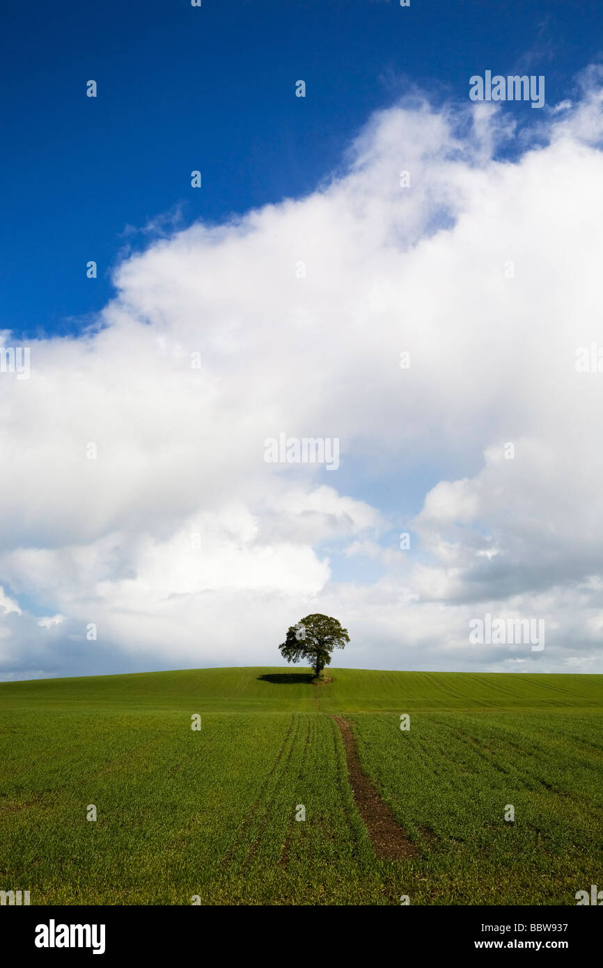 Oak Tree in Arable Field, Near Carlow, Co Carlow, Ireland Stock Photo ...