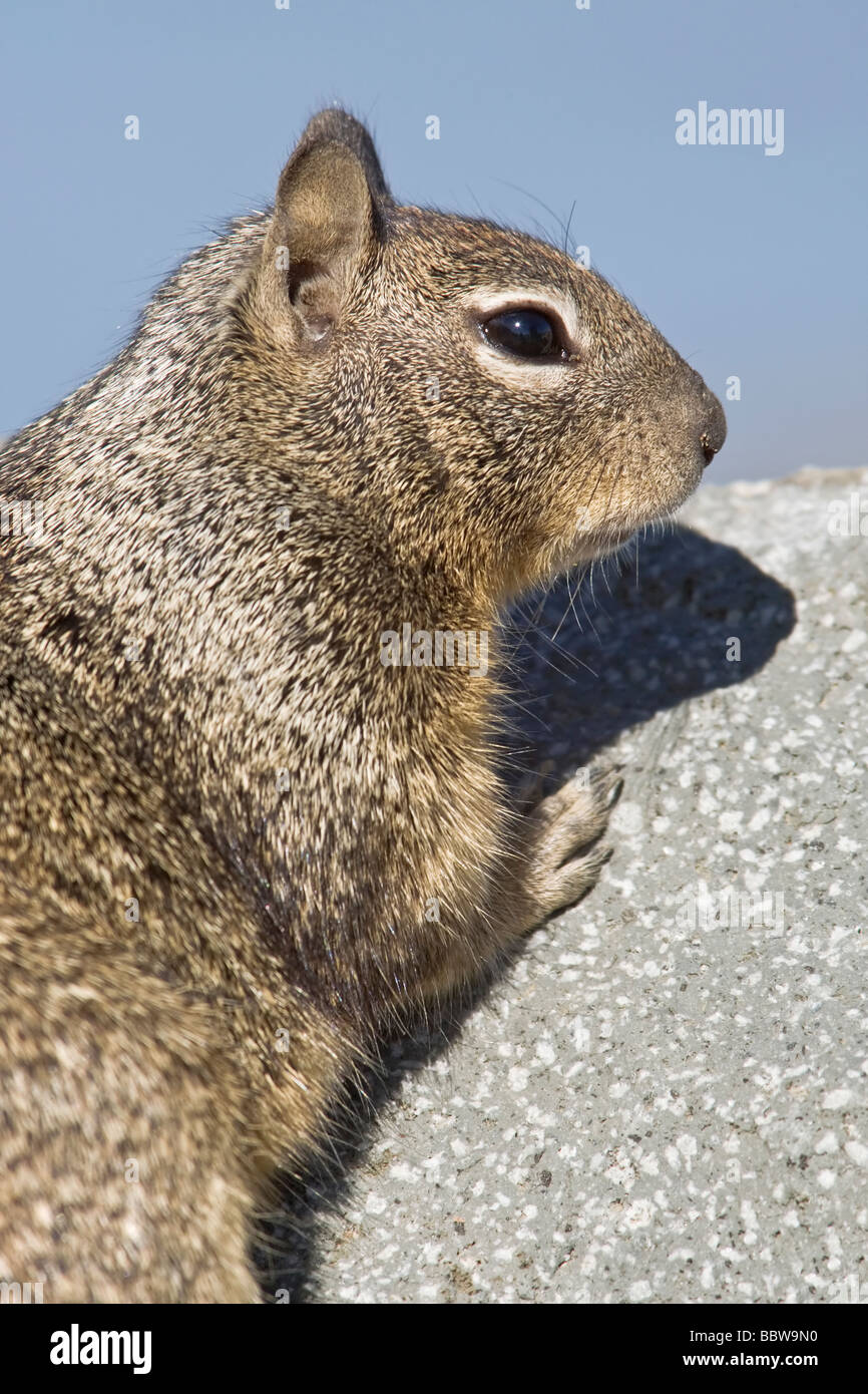 California Ground Squirrel Stock Photo - Alamy