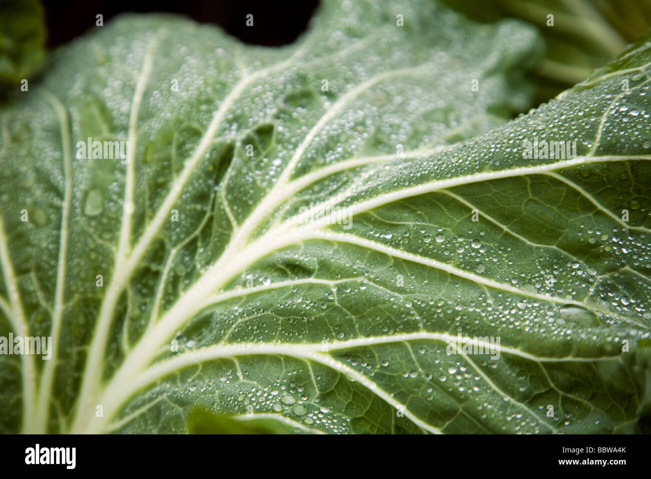 Cultivo de col hi-res stock photography and images - Alamy