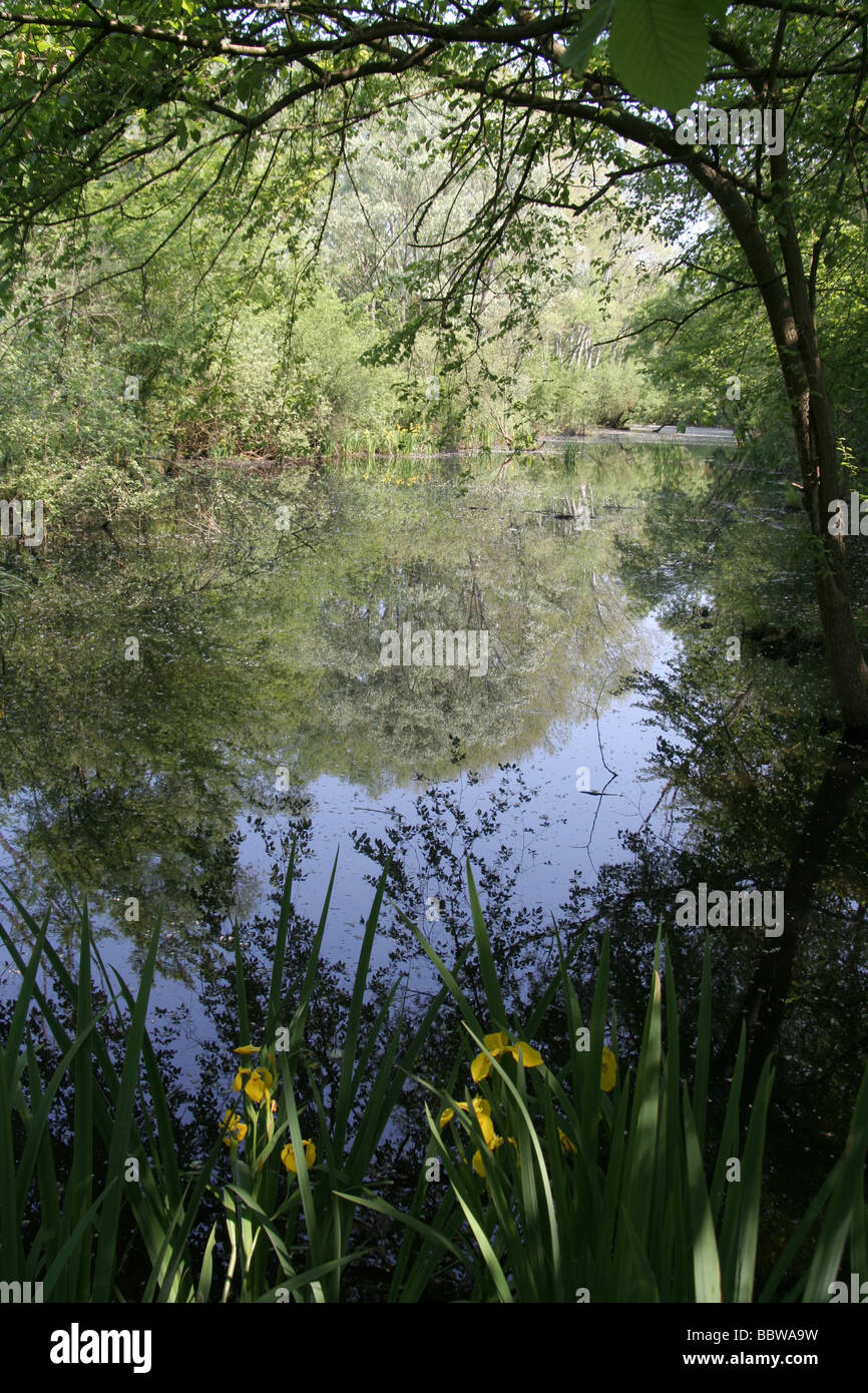 yellow flag and reflection in a nature reserve and lagoon near ...