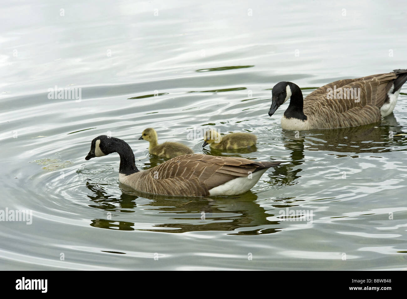Anseriformes geese hi-res stock photography and images - Alamy