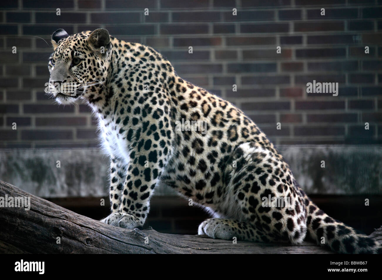 Germany Berlin Zoo leopard panthera pardus Stock Photo - Alamy