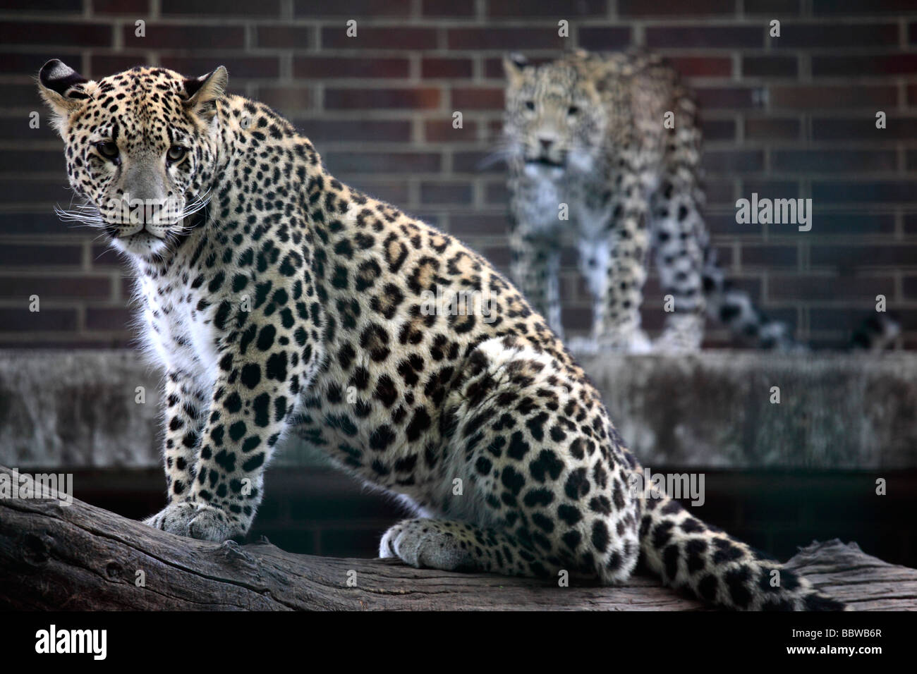 Germany berlin zoo hi-res stock photography and images - Alamy