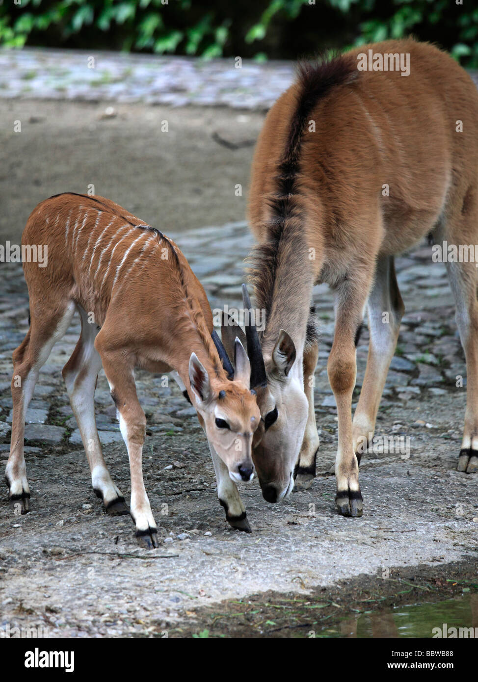 Eland calf hi-res stock photography and images - Alamy