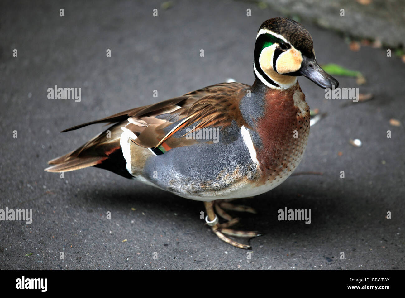Baikal teal duck hi-res stock photography and images - Alamy