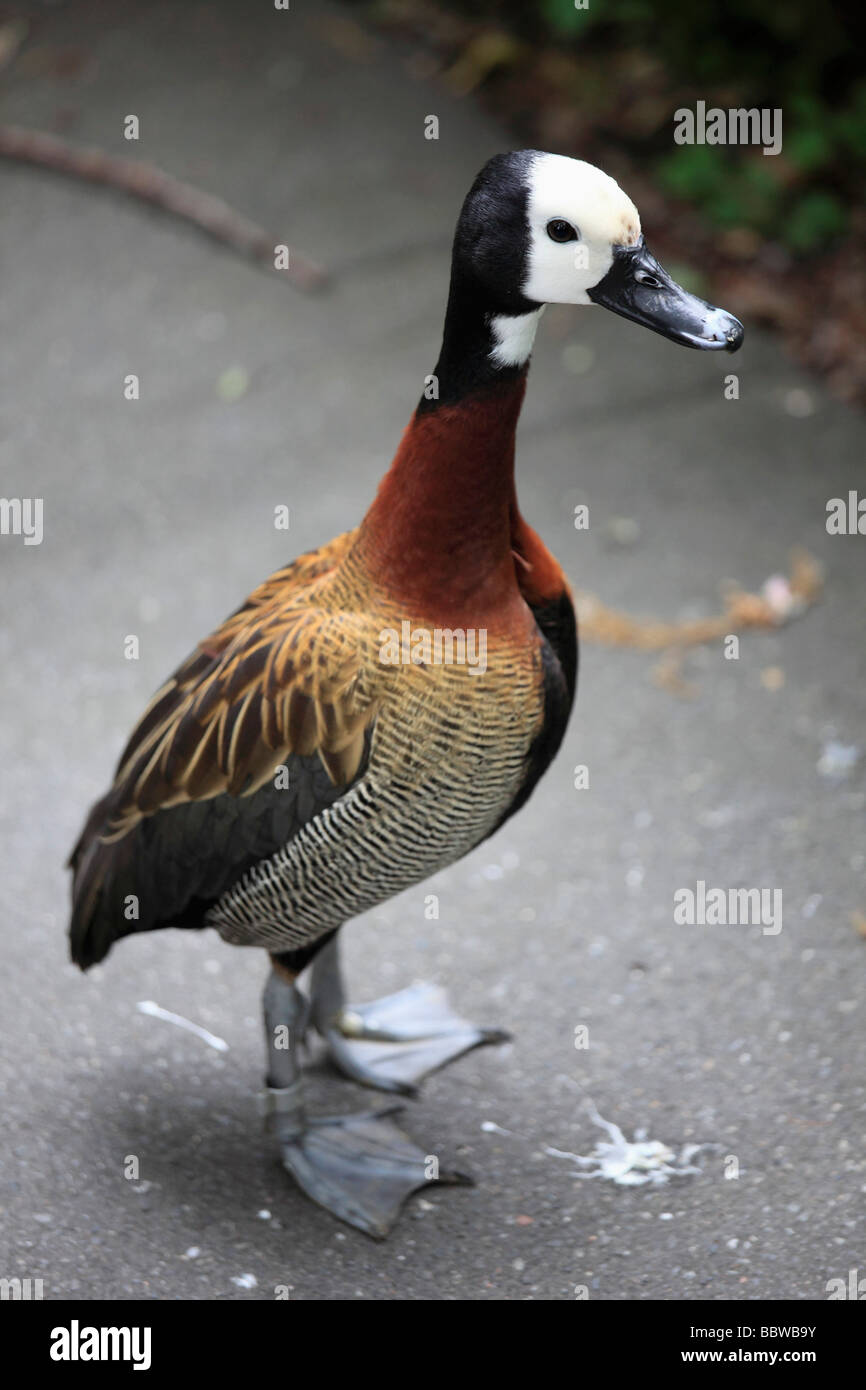 White faced whistling duck hi-res stock photography and images - Alamy