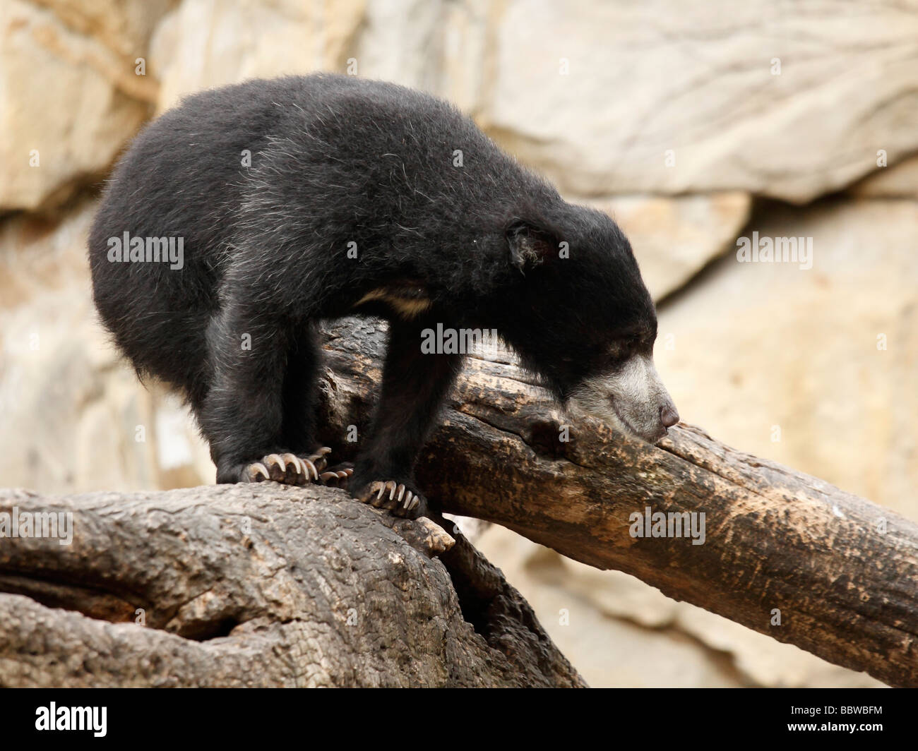 Germany Berlin Zoo sloth bear cub melursus ursinus Stock Photo - Alamy