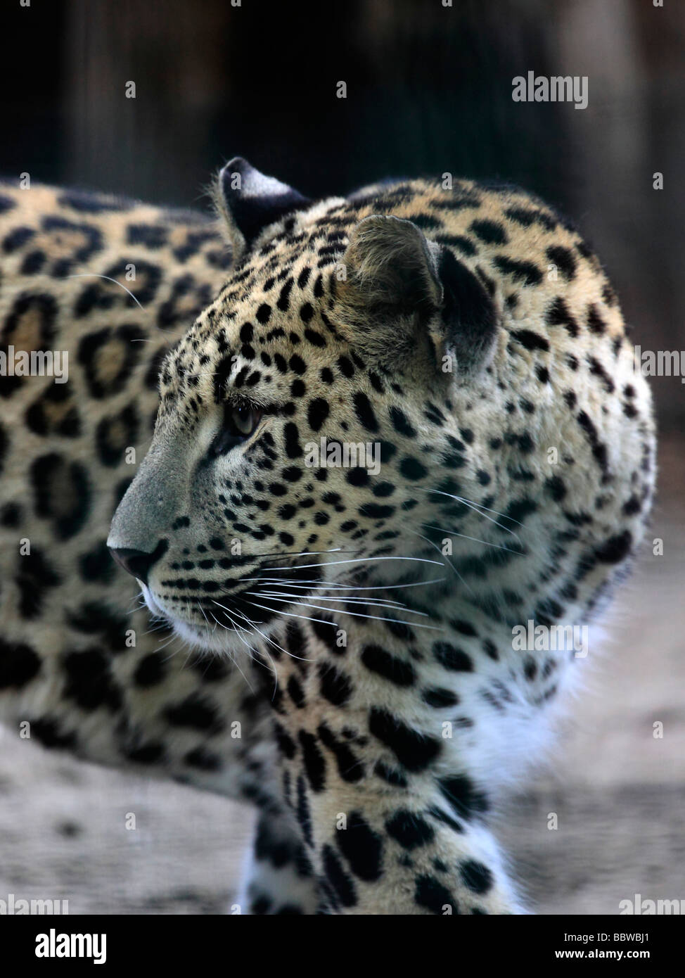Germany Berlin Zoo leopard panthera pardus Stock Photo - Alamy