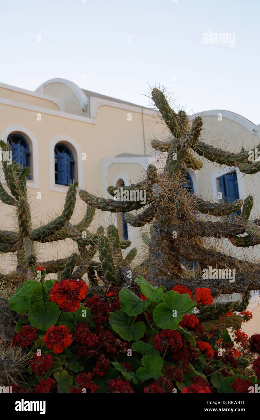 Cactus and flowers - Greece Stock Photo - Alamy
