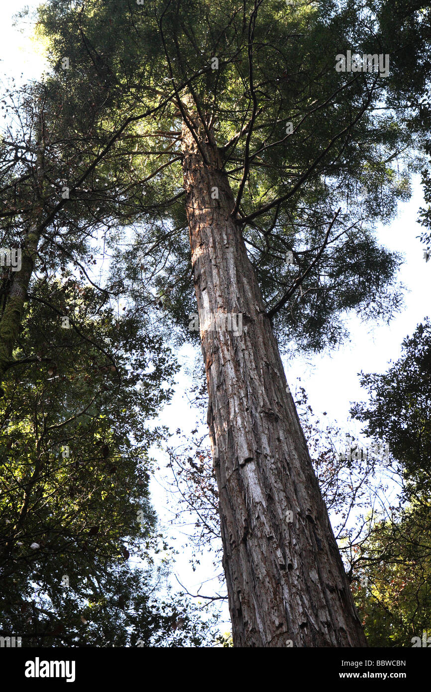 Muir Woods National Monuments California USA Stock Photo - Alamy
