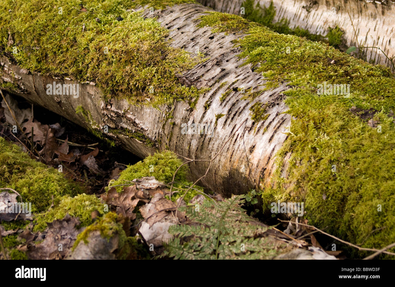 Moss covered logs lying in woodland Stock Photo - Alamy