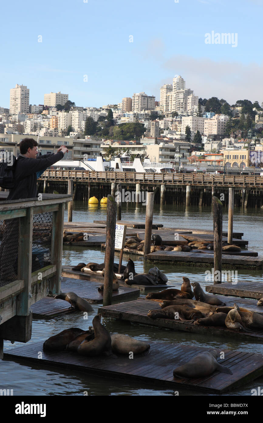 Pier 39 san francisco seals hi-res stock photography and images - Alamy