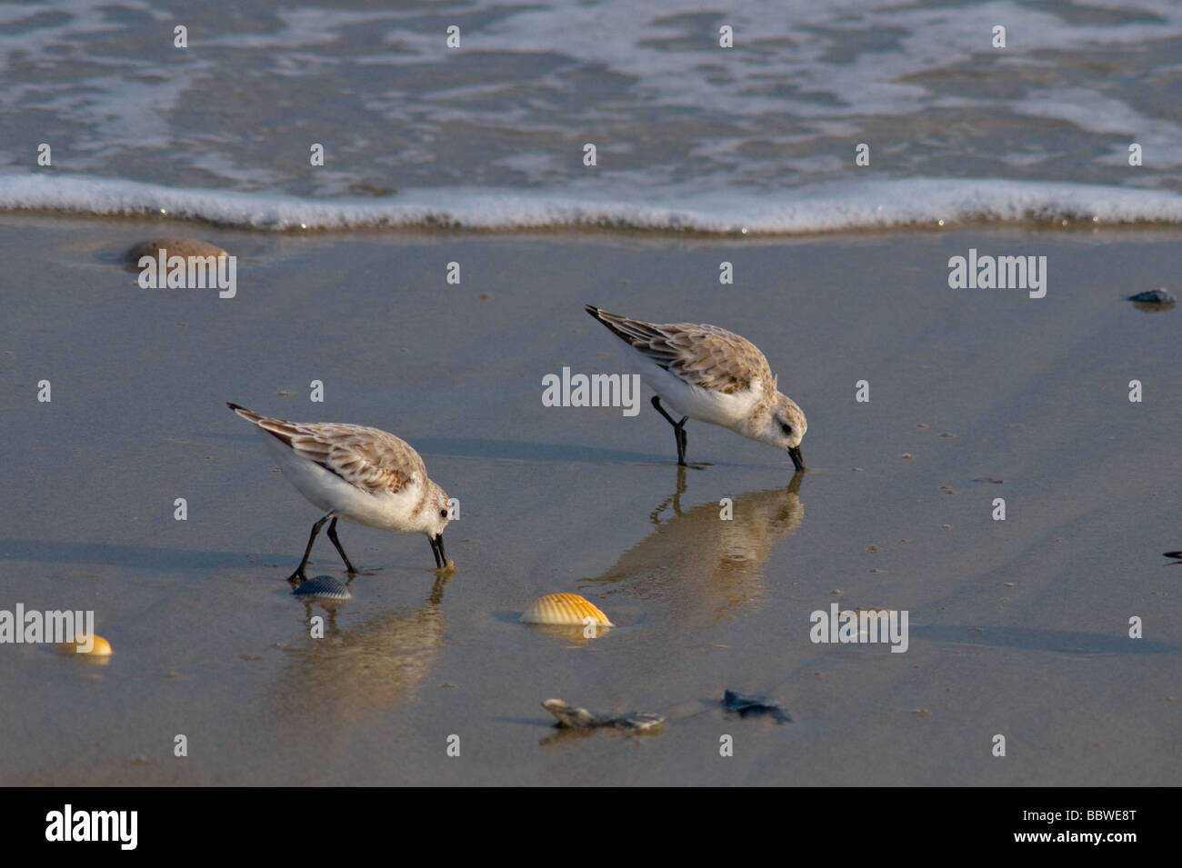 Shore birds in North Carolina Stock Photo - Alamy