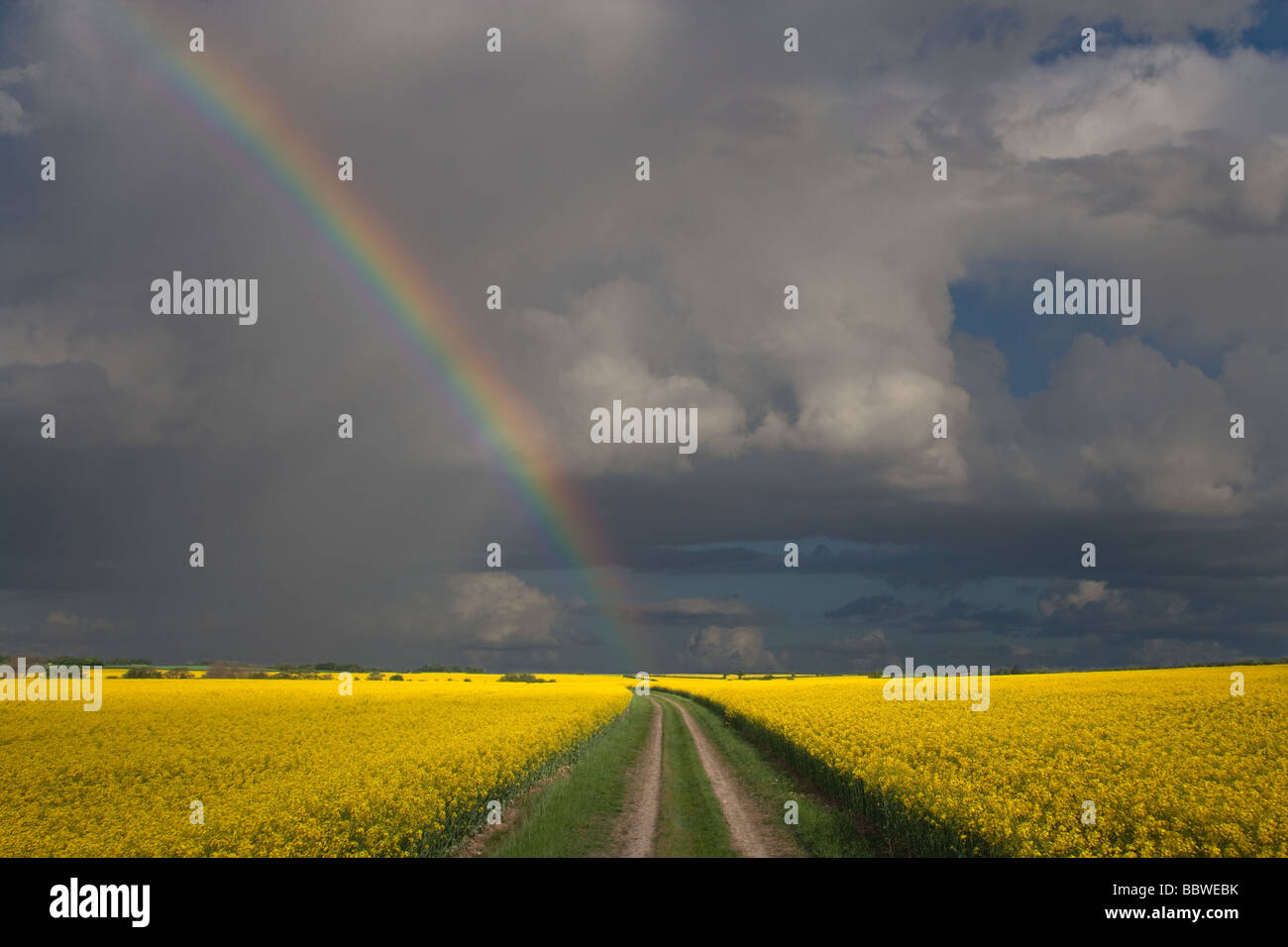 Rainbow over Oil seed rape field at Langham Norfolk Stock Photo - Alamy