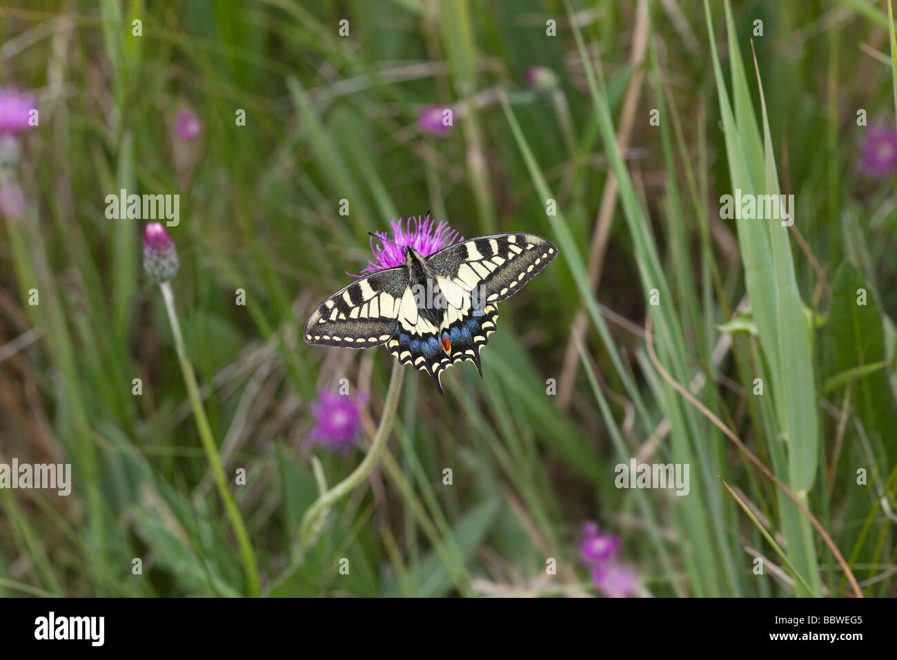 Swallowtail Butterfly Papilio machaon in Norfolk Broads National Park ...