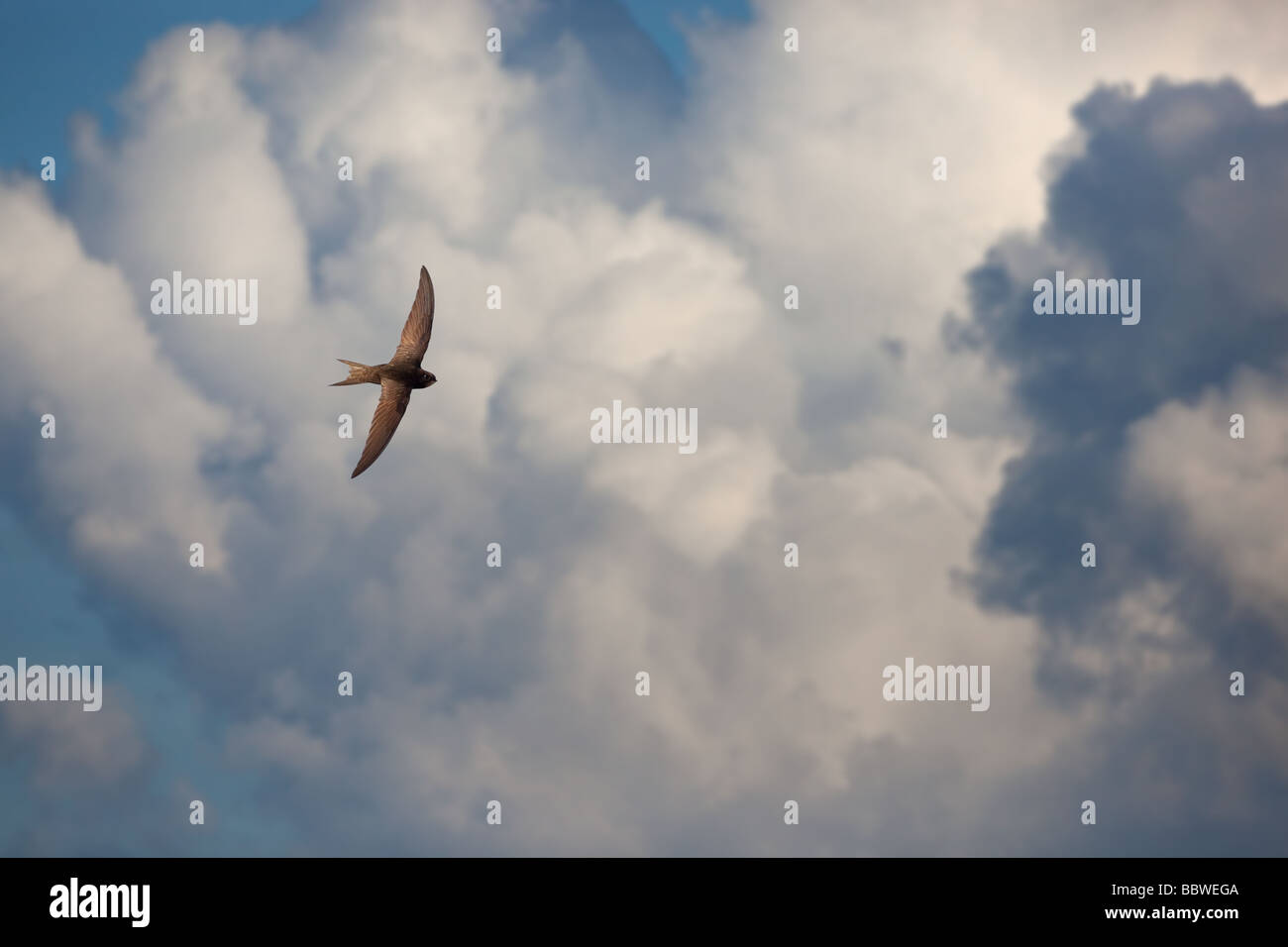 Swift insects hi-res stock photography and images - Alamy