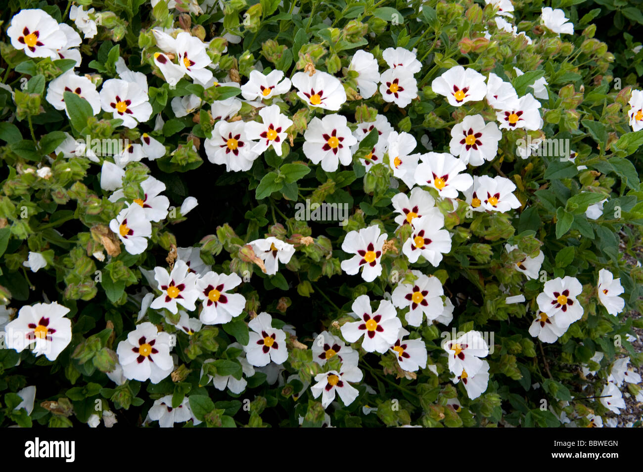 Cistus cyprius hi-res stock photography and images - Alamy