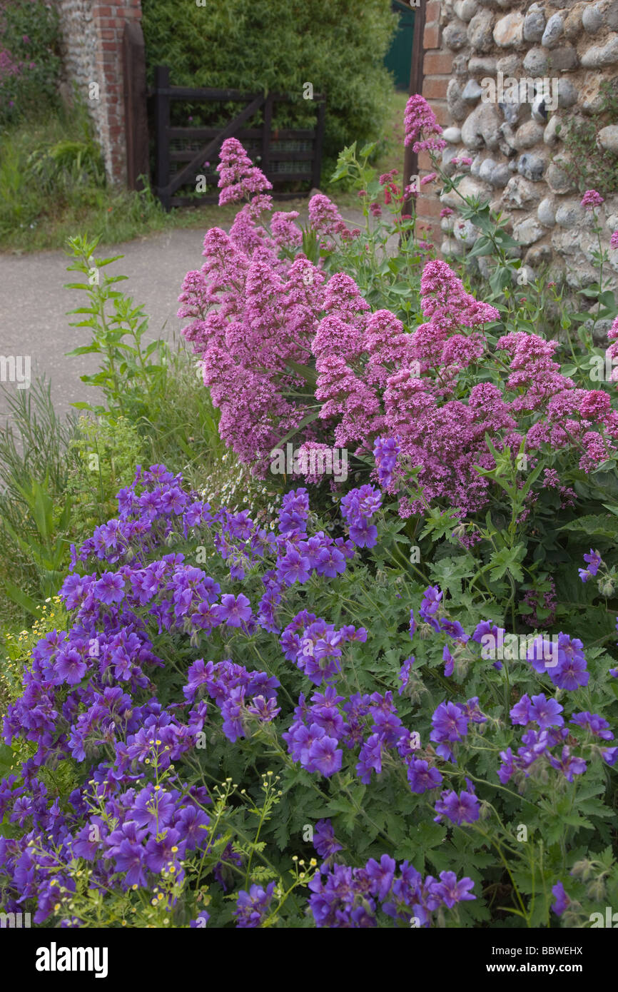 Roadside Flower Border in Cottage garden Norfolk UK Stock Photo - Alamy