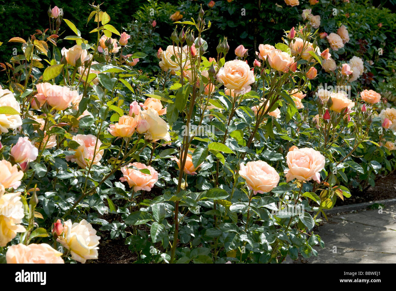 Rose southampton hi-res stock photography and images - Alamy