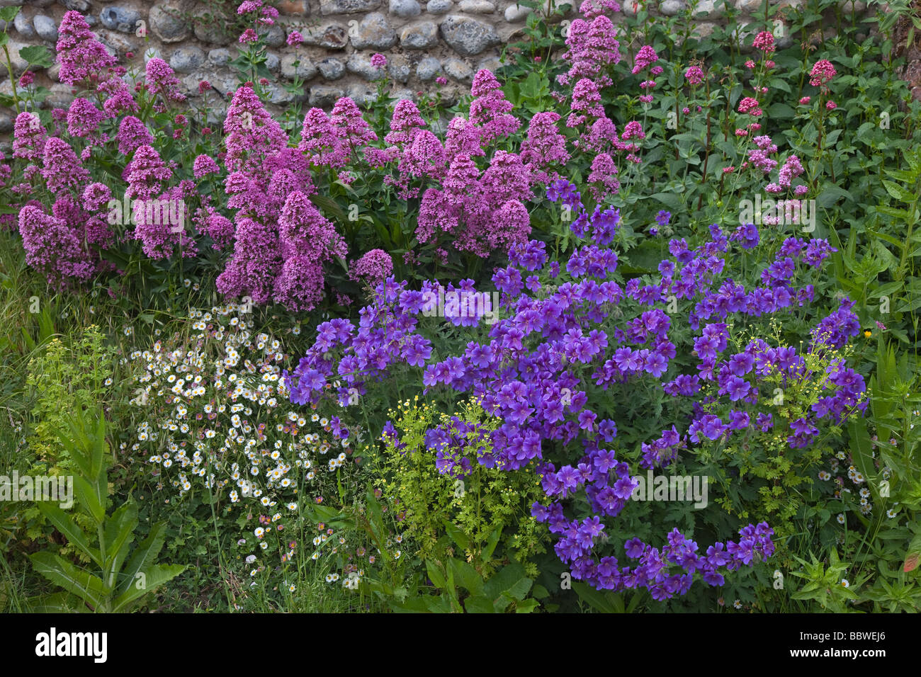 Roadside Flower Border in Cottage garden Norfolk UK Stock Photo - Alamy