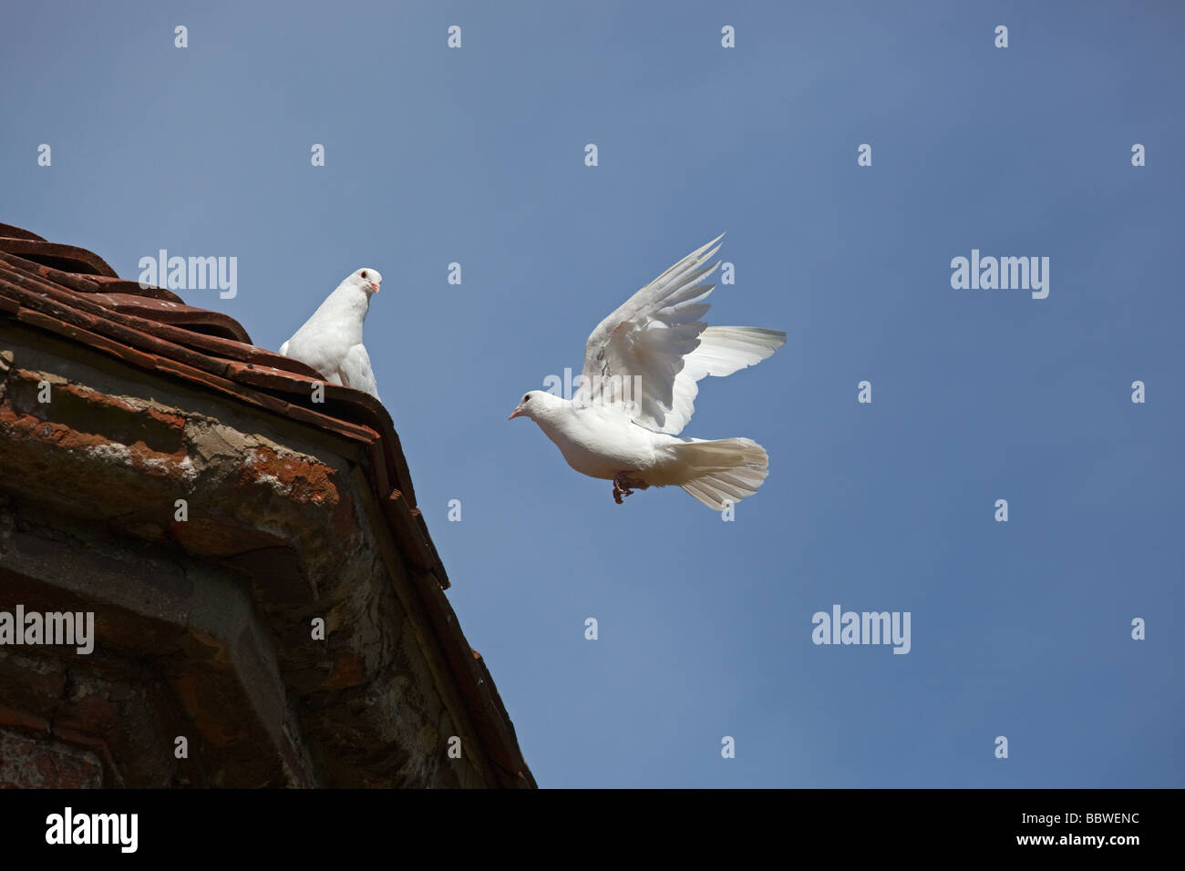 White Fan-tailed Pigeons in Flight to dovecot Stock Photo - Alamy