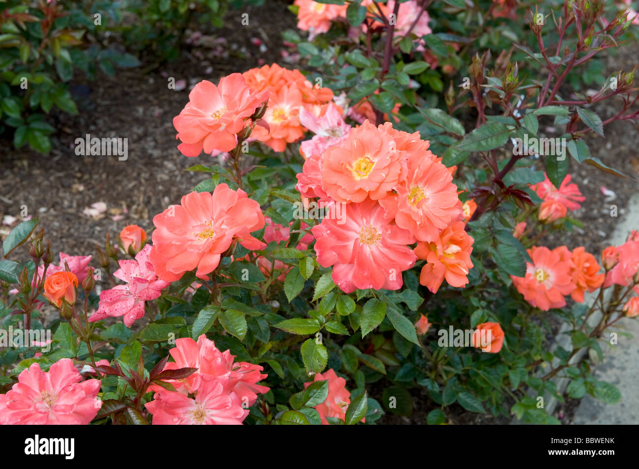 Rose Sunseeker `Dicracer` Stock Photo - Alamy