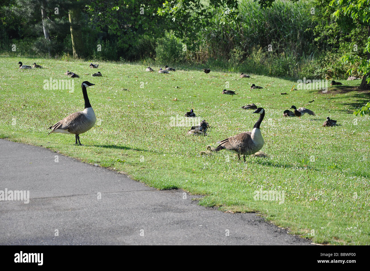 Canada geese on grass hi-res stock photography and images - Alamy