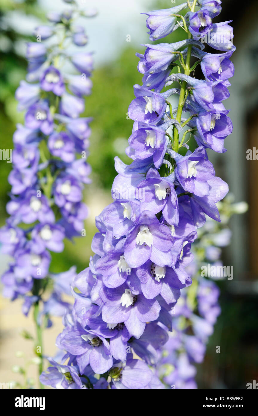 Stock photo of a Delphinium flower Stock Photo - Alamy
