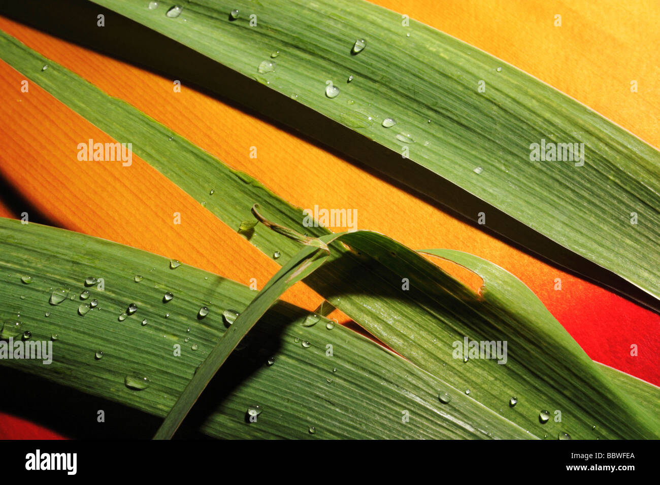 Plant leaves Abstract Stock Photo - Alamy