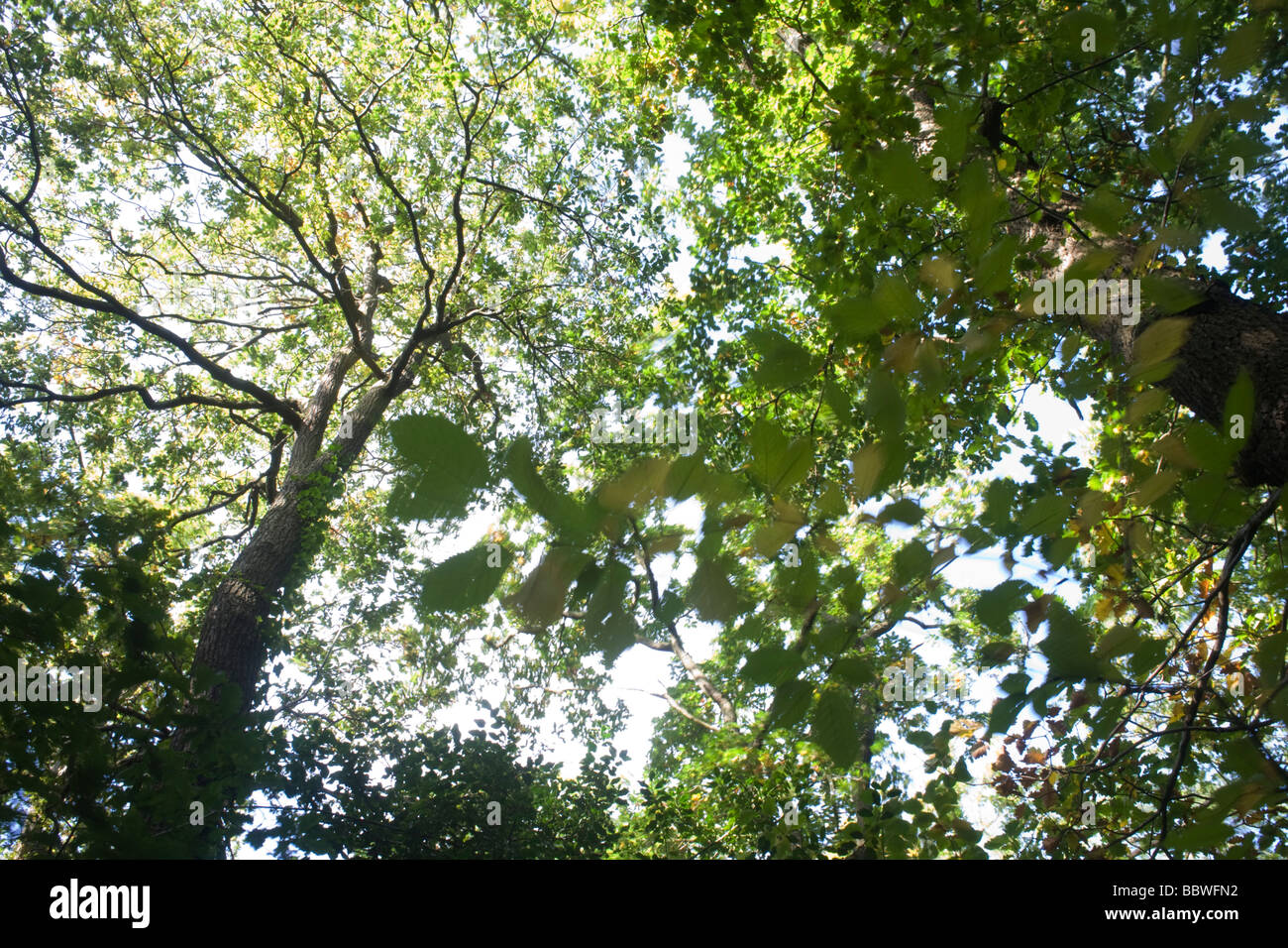 Summer sunlight filters through the old boughs and green foliage of ...