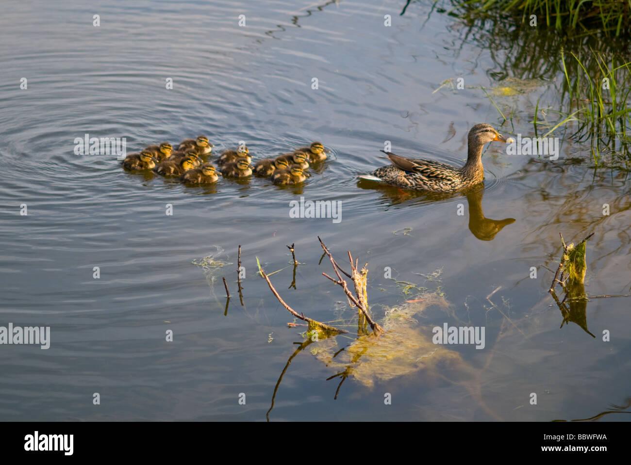 Mother Duck with 12 little ducks Stock Photo - Alamy