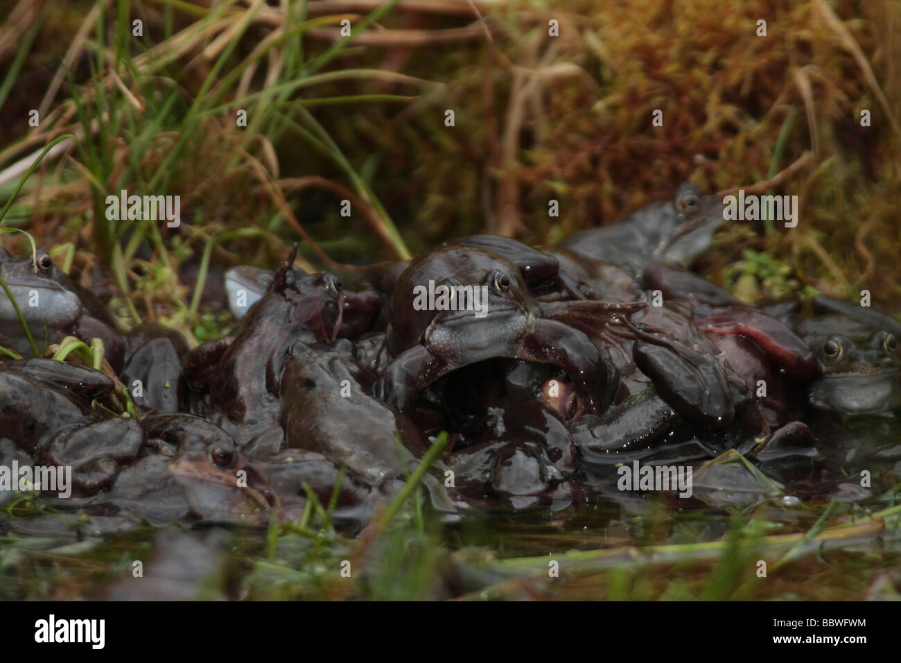 Irish common frog hi-res stock photography and images - Alamy