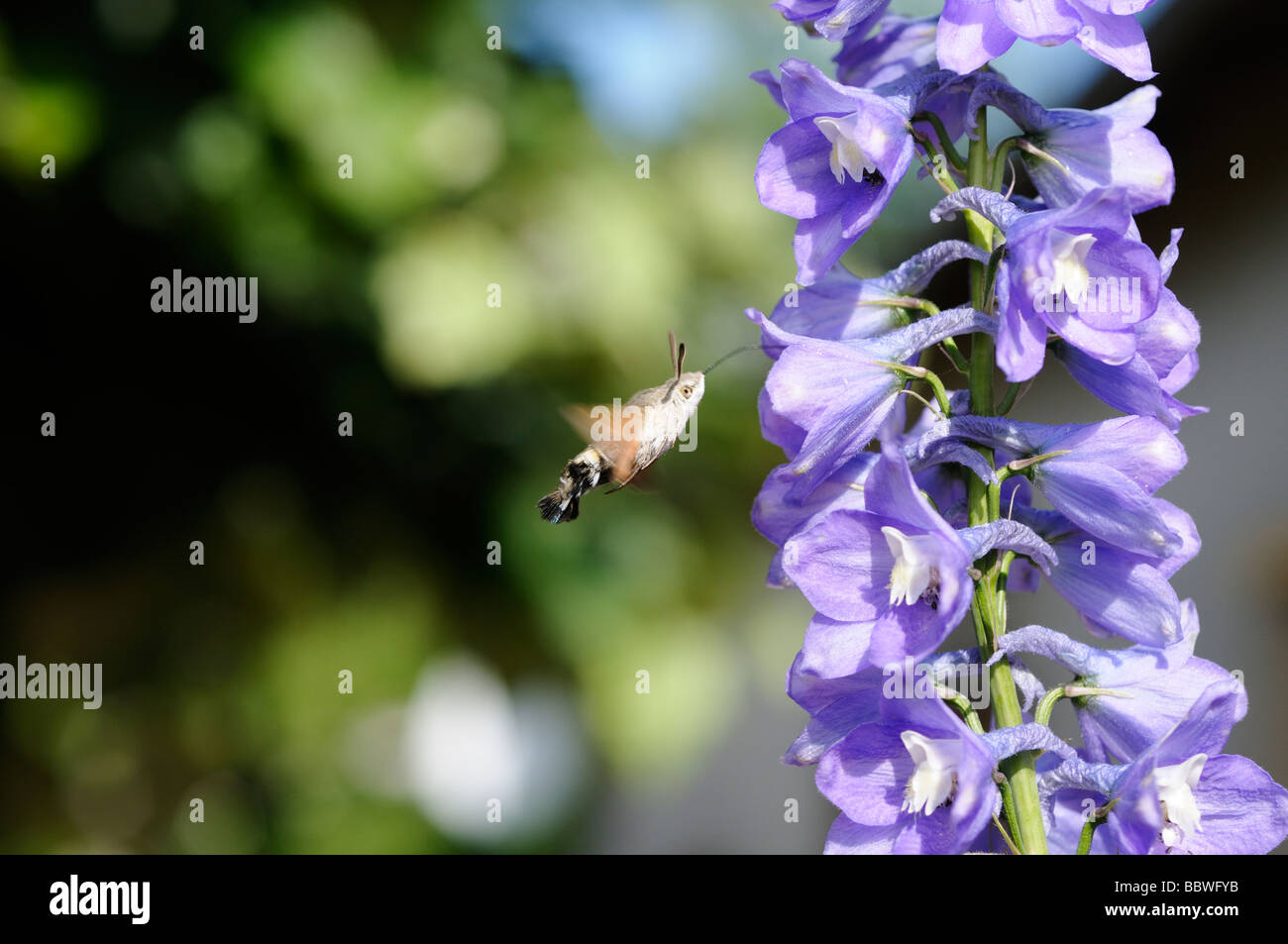 Stock photo of a hummingbird moth feeding from a Delphinium flower ...