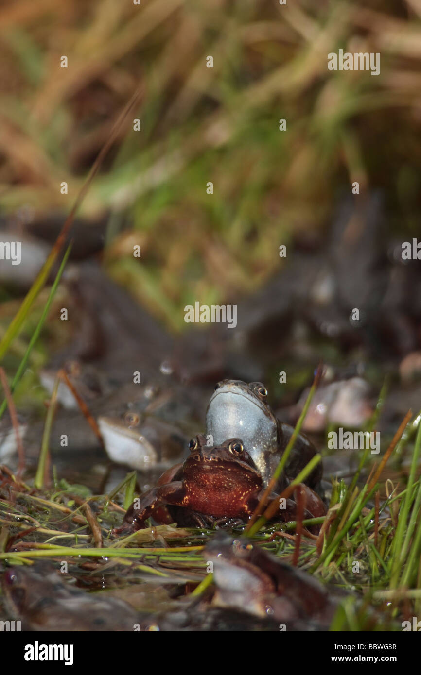 Irish Frog Stock Photos & Irish Frog Stock Images - Alamy