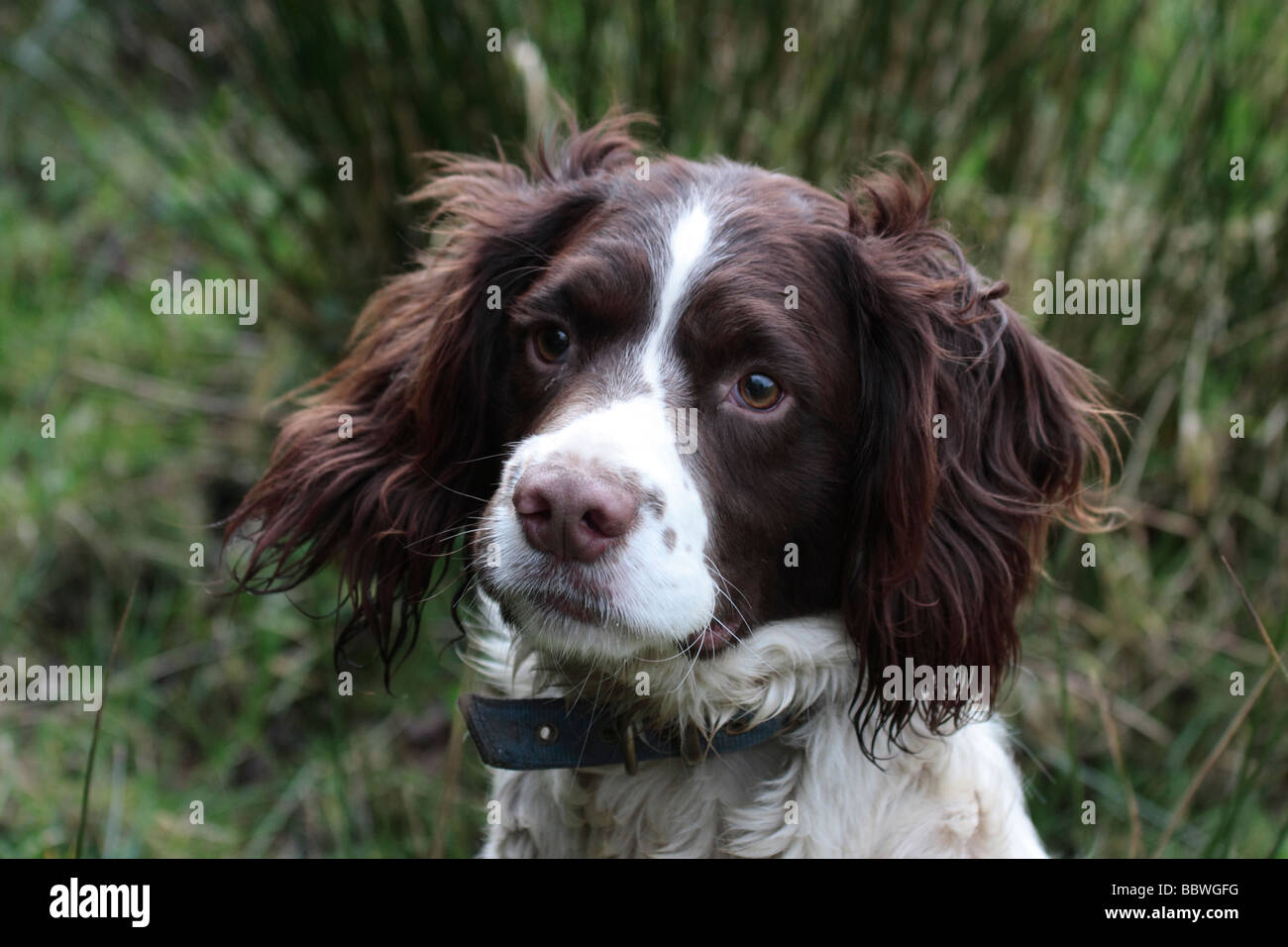 Well marked dog hi-res stock photography and images - Alamy