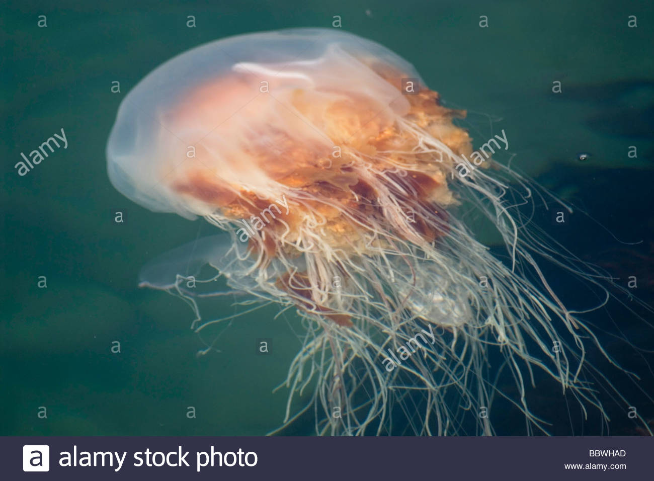 Celenterate Stock Photos & Celenterate Stock Images - Alamy