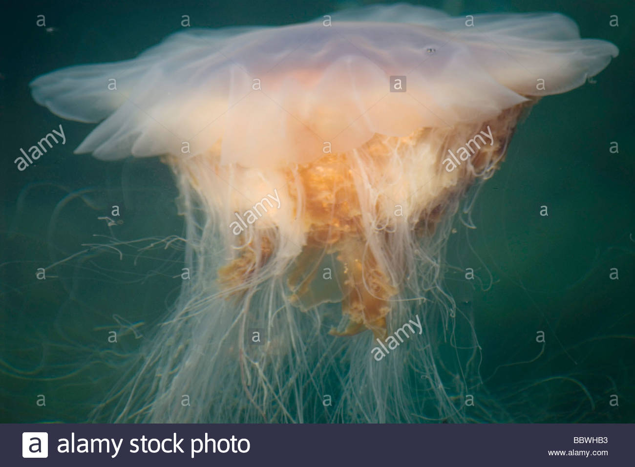 Celenterate Stock Photos & Celenterate Stock Images - Alamy