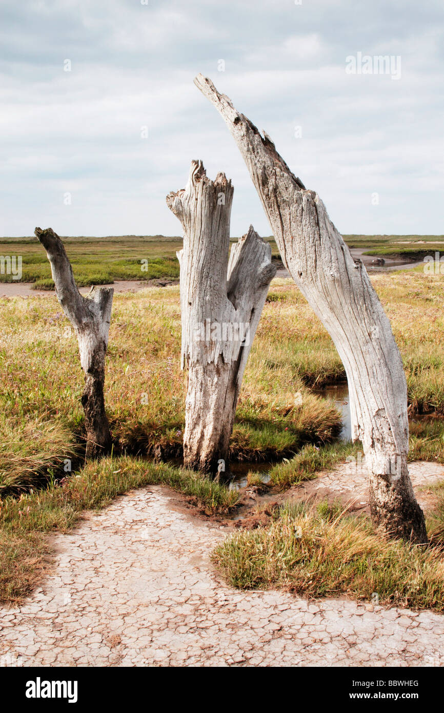 Spooky dead trees, Thornham saltmarshes, Norfolk, England, UK Stock ...
