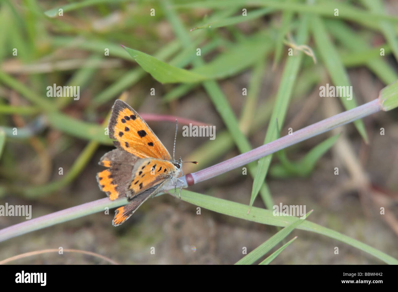 Small Copper Butterfly Stock Photo - Alamy